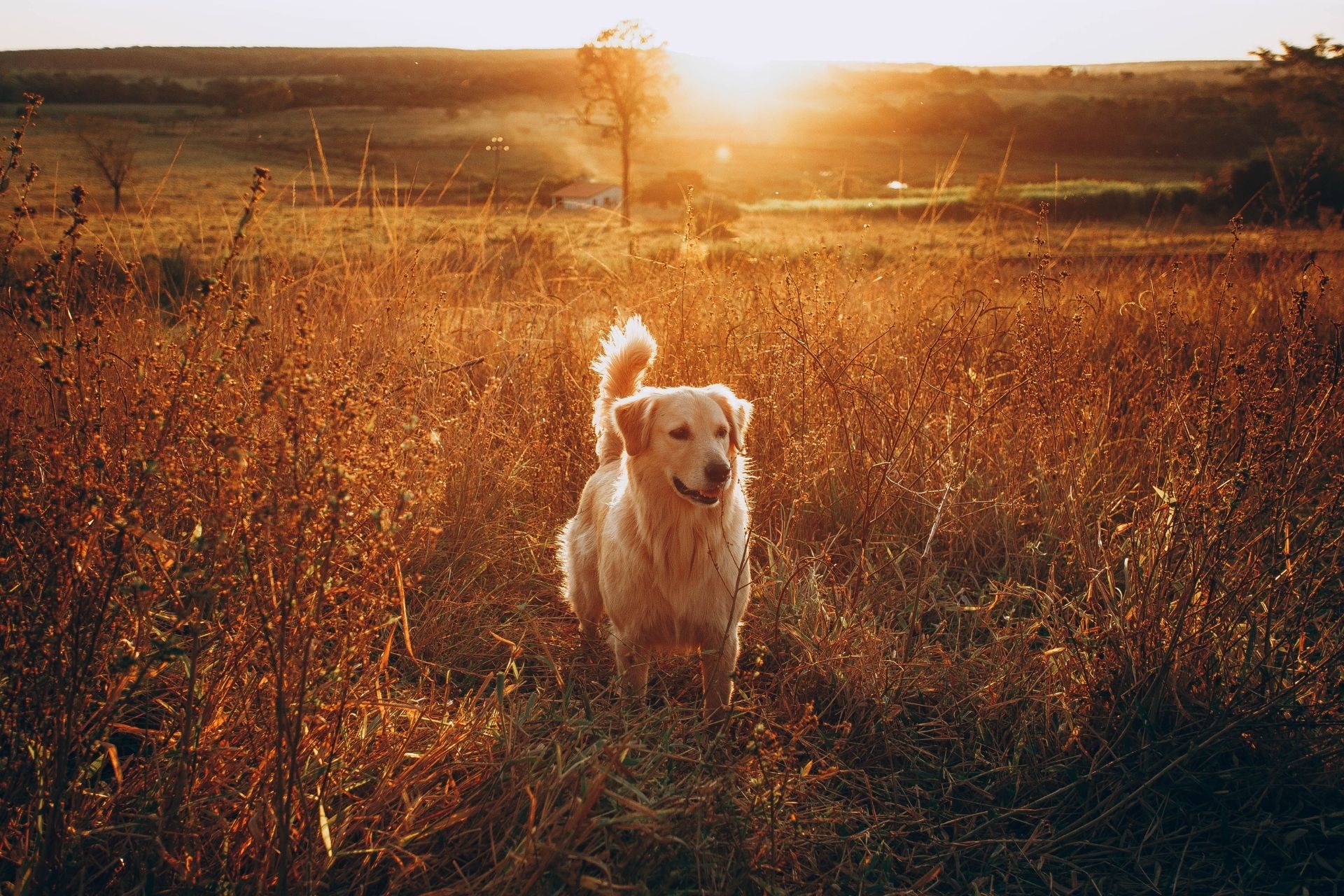 Mount Airy, DM Veterinary Services | Dawn Veterinary Care